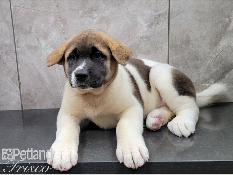 Akita Puppy Pinto ID:28584 Located at Petland Frisco & Mckinney, Texas
