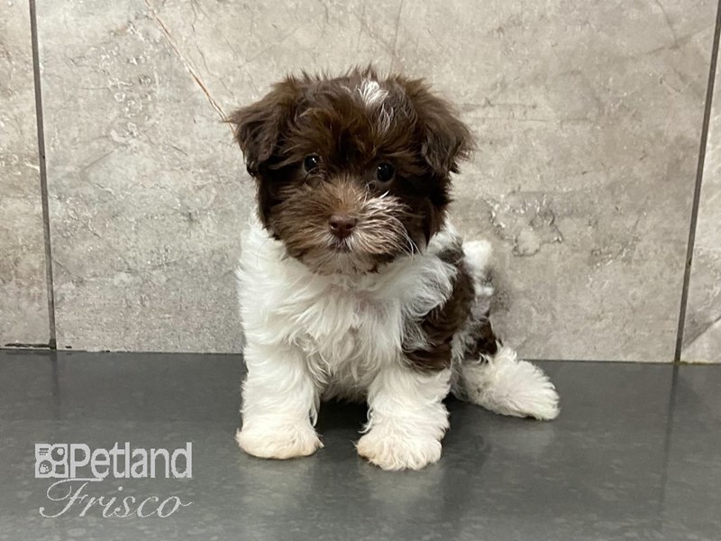 Havanese Puppy Choc Parti ID:28778 Located at Petland Frisco & Mckinney ...