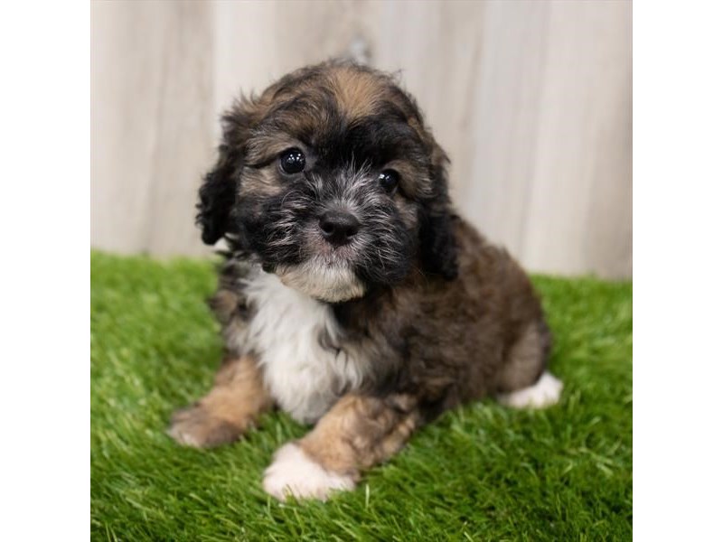 Cavapoo Puppy Sable ID:28841 Located at Petland Frisco & Mckinney, Texas