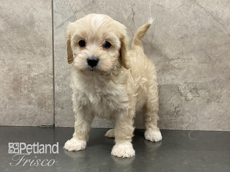 Cavapoo Puppy Cream and White ID:28842 Located at Petland Frisco, Texas