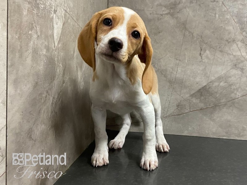 Beagle-DOG-Female-Red & White-3387035-Petland Frisco, Texas