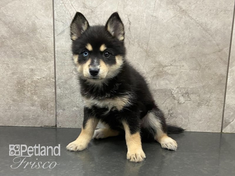 Pomsky-DOG-Female-Black Tricolor-3386359-Petland Frisco, Texas
