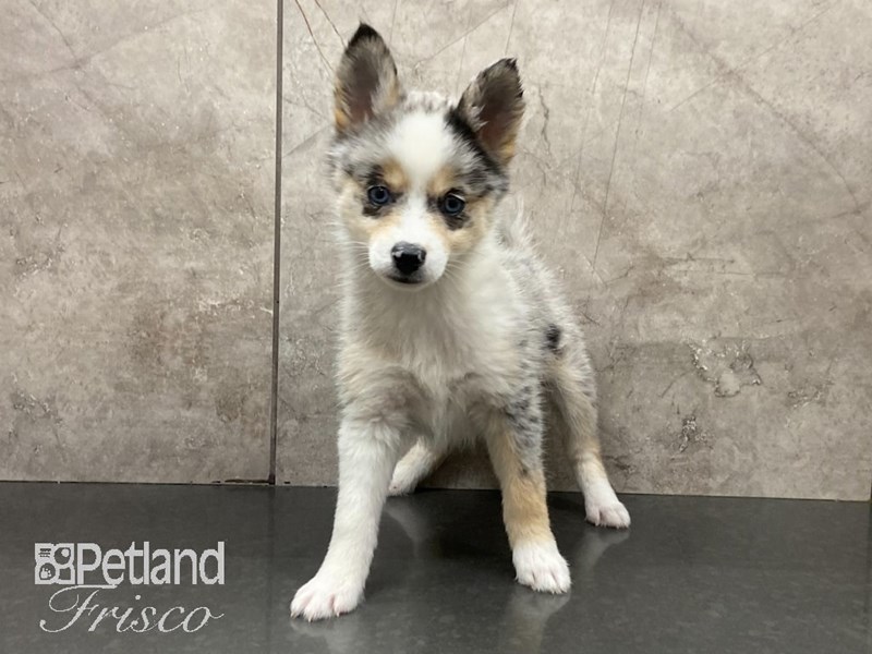 Pomsky Puppy Blue Merle ID:28898 Located at Petland Frisco, Texas