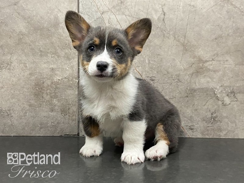 Pembroke Welsh Corgi Puppy Blue Tri ID:28897 Located at Petland Frisco ...