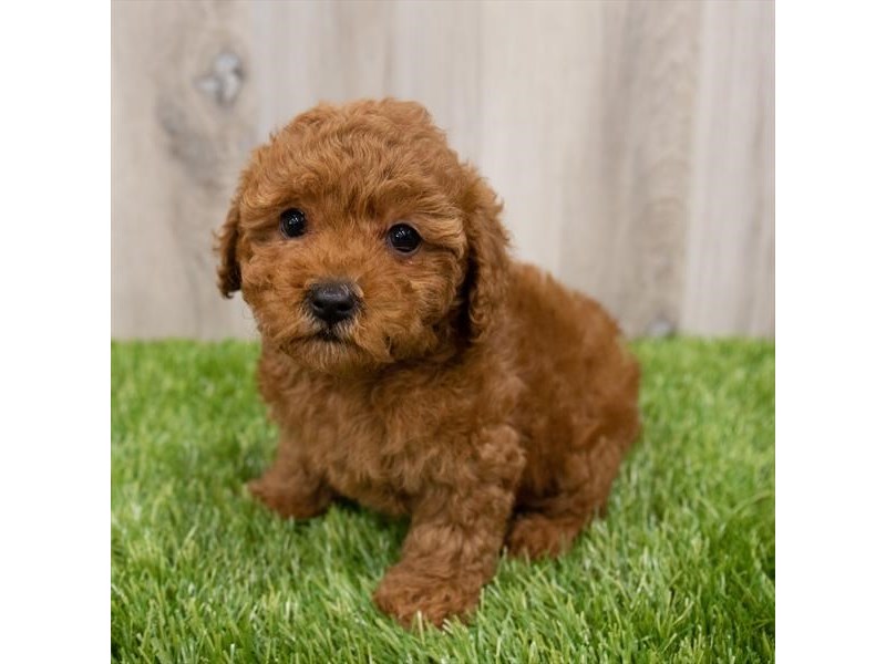 Miniature Poodle Puppy Dark Red ID:28936 Located at Petland Frisco ...