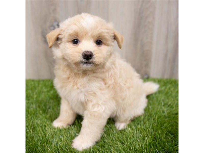 Pomapoo Puppy Chocolate ID:28958 Located at Petland Frisco & Mckinney ...