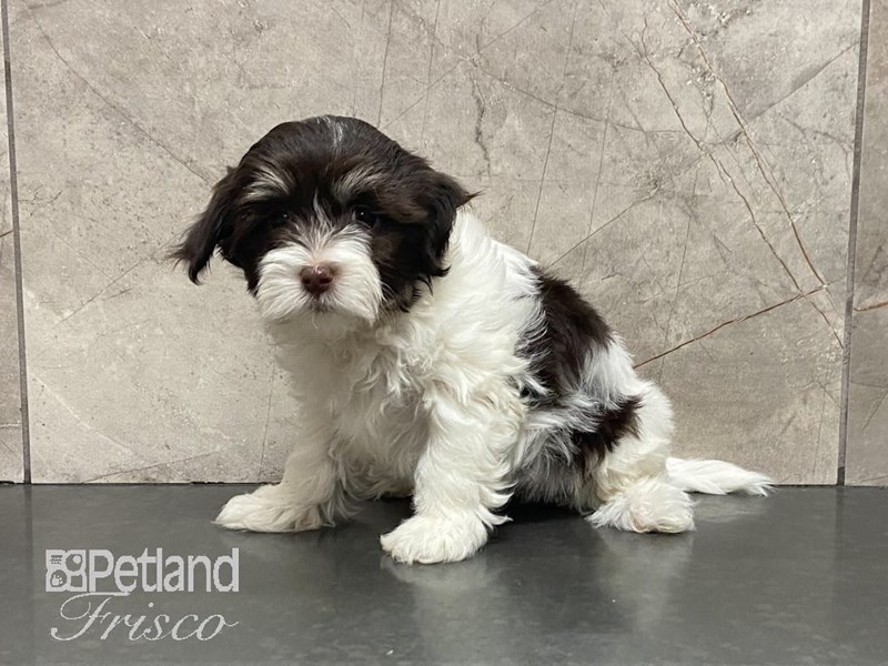Havanese Puppy White ID:29068 Located at Petland Frisco & Mckinney, Texas