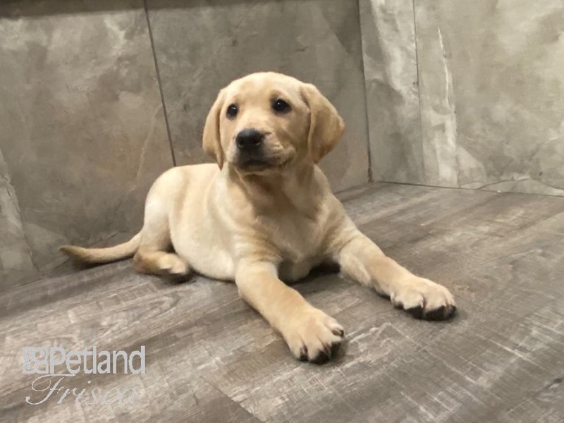 Yellow Labrador Retriever Puppy Female