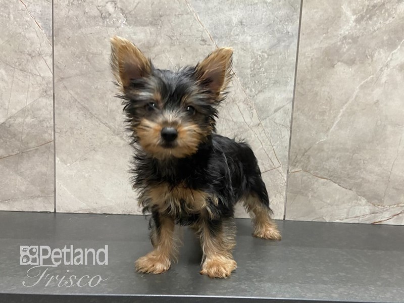 Silky Terrier Puppy Black and Tan ID:29078 Located at Petland Frisco ...