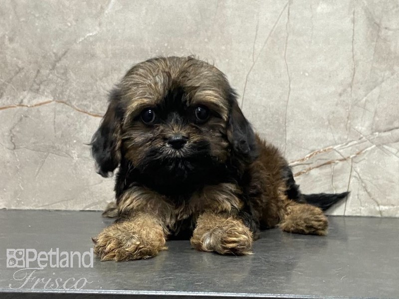 Cavapoo Puppy Choc Sable ID:29099 Located at Petland Frisco & Mckinney ...