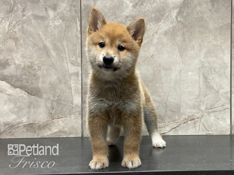 Shiba Inu Puppy Red ID:29120 Located at Petland Frisco, Texas