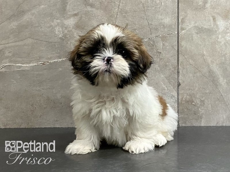 Shih Tzu Puppy Tan and white ID:29141 Located at Petland Frisco ...