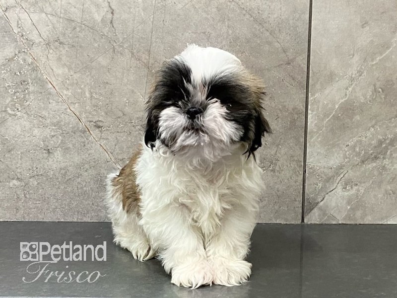 Shih Tzu Puppy Tan and white ID:29142 Located at Petland Frisco, Texas