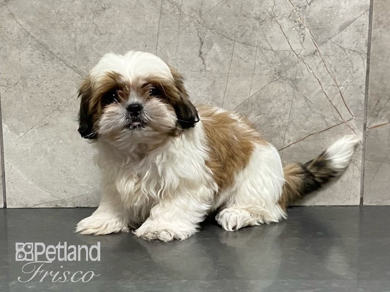 Shih Tzu Puppy Tan and white ID:29147 Located at Petland Frisco ...