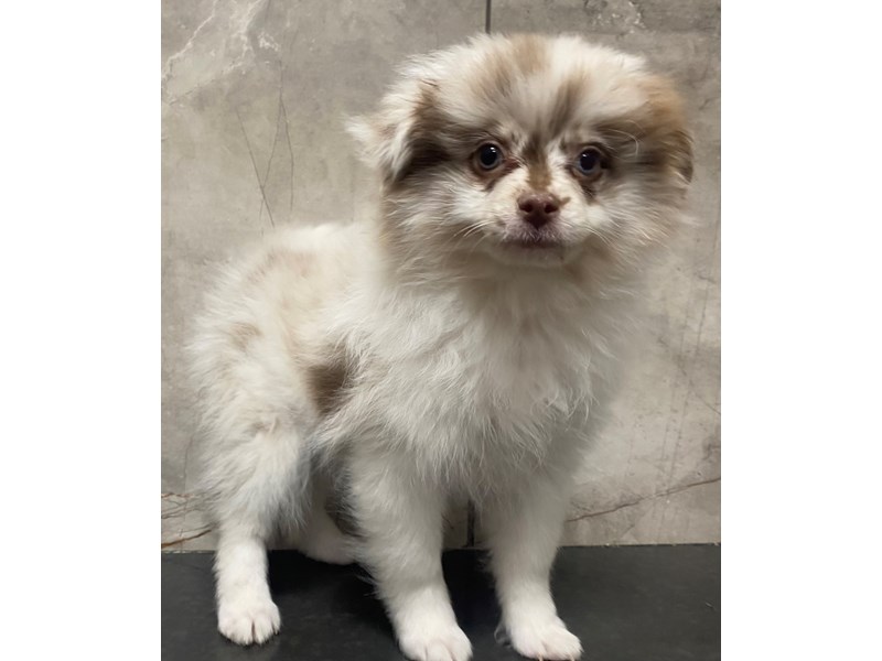 Pomeranian-DOG-Male-Chocolate Merle-3468090-Petland Frisco, Texas