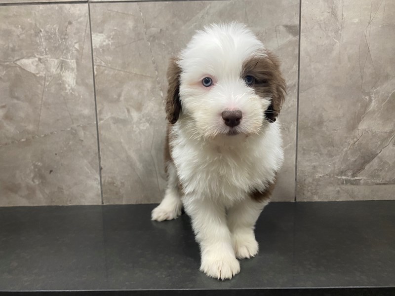 Bearded Collie Puppy Red / White ID:29433 Located at Petland Frisco ...