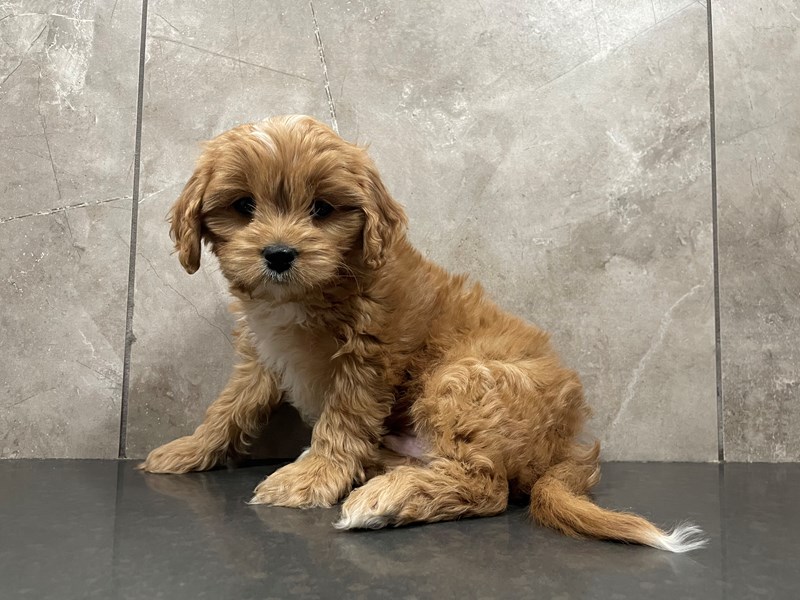Cavachon Puppy Red ID:29452 Located at Petland Frisco, Texas