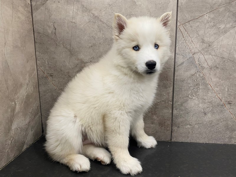 Siberian Husky-DOG-Female-WHITE-3529140-Petland Frisco, Texas