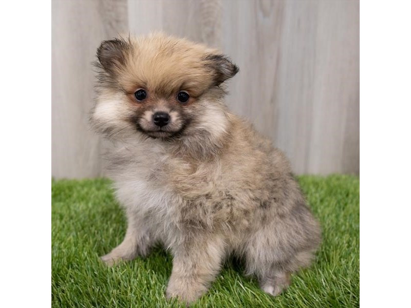 Cream Sable Pomeranian Puppies