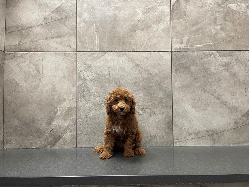 Miniature Poodle-DOG-Female-Red-3570991-Petland Frisco, Texas