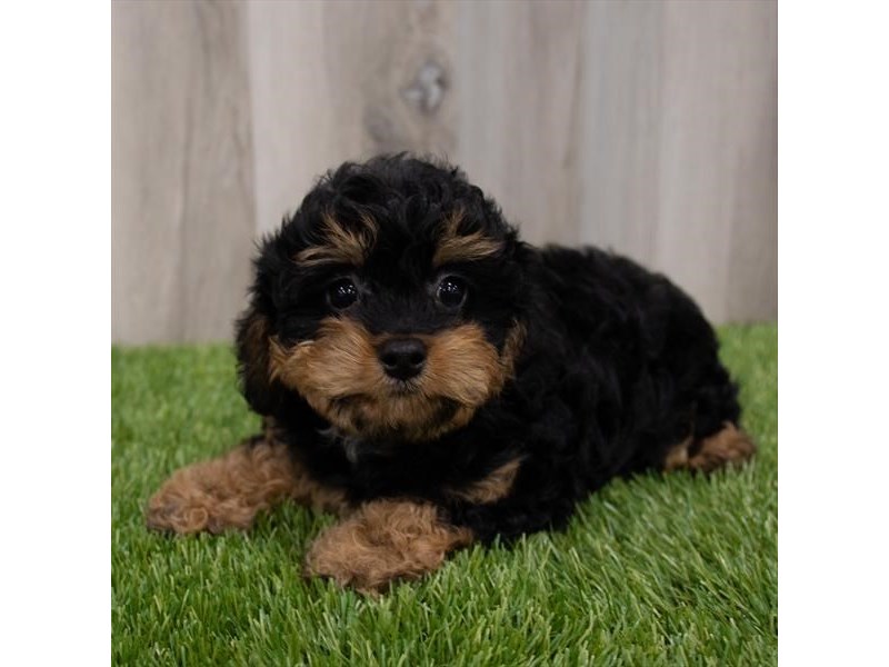 Cavapoo Puppy Black / Tan ID:29678 Located at Petland Frisco, Texas