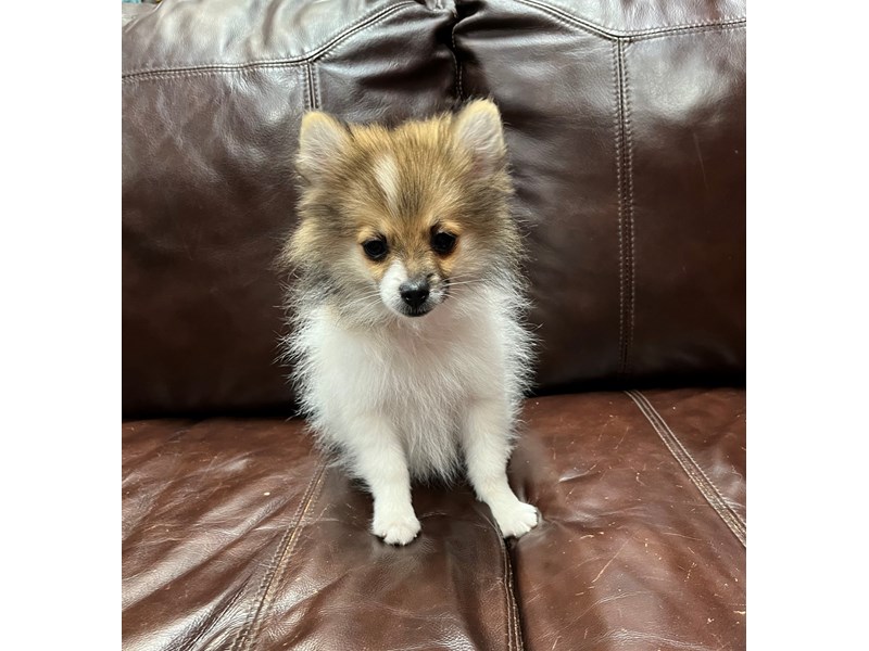 Cream Parti Pomeranian