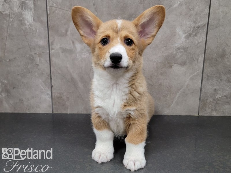 Pembroke Welsh Corgi Puppy Red / White ID:29881 Located at Petland ...