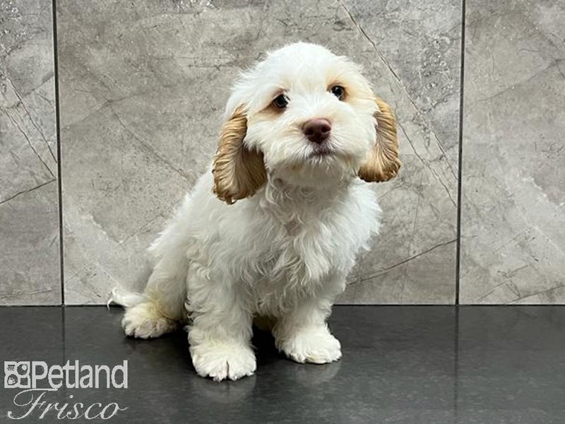 Cockapoo Puppy White & Buff ID:30041 Located at Petland Frisco ...
