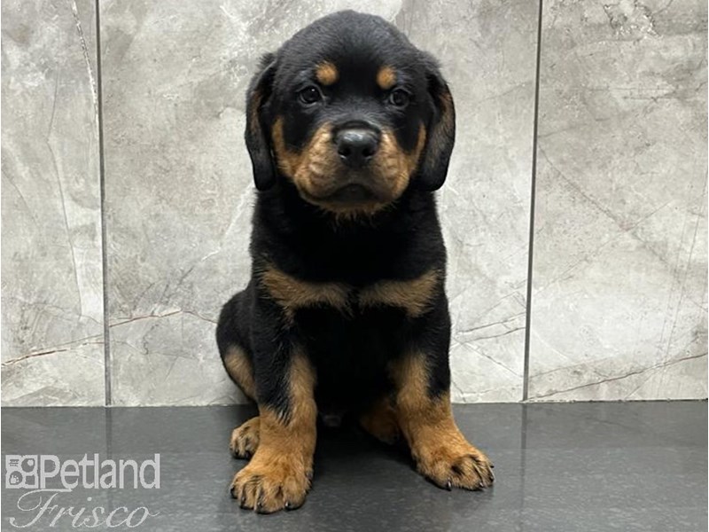 Rottweiler Puppy Black / Tan ID:30047 Located at Petland Frisco ...