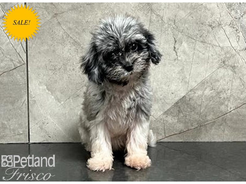 Cavapoo-DOG-Female-Blue Merle-3663088-Petland Frisco, Texas