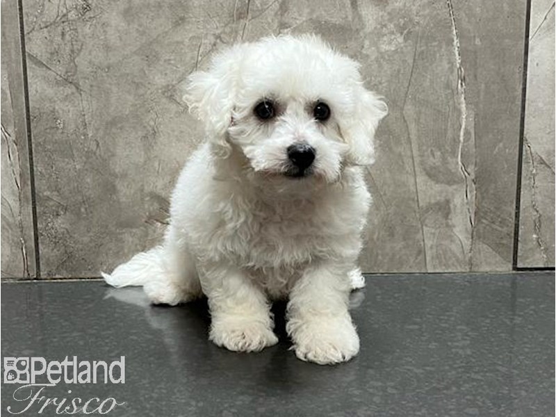 Bichon Frise Puppy White ID:30079 Located at Petland Frisco & Mckinney ...