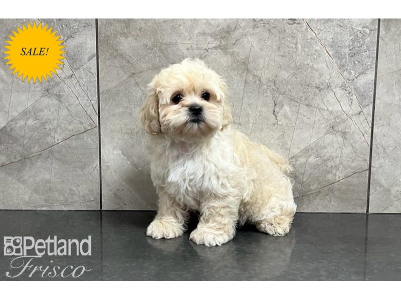 Lhasa Apso Puppy Cream ID:30035 Located at Petland Frisco & Mckinney, Texas