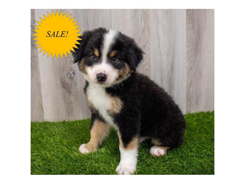 Australian Shepherd Puppy Black / White ID:30105 Located at Petland ...