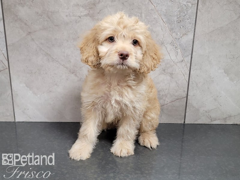 Cockapoo Puppy Cream ID:30194 Located at Petland Frisco & Mckinney, Texas
