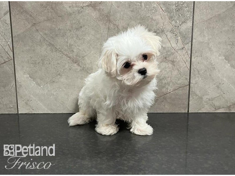 Maltese Puppy White / Cream ID:30270 Located at Petland Frisco ...