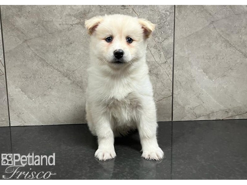 Pomsky Puppy Cream ID:30316 Located at Petland Frisco & Mckinney, Texas