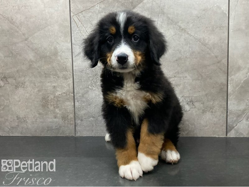 Bernese Mountain Dog Puppy Tri ID:30349 Located at Petland Frisco ...