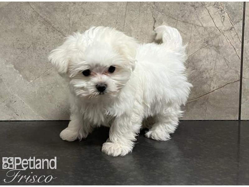 Maltese Puppy White ID:30381 Located at Petland Frisco, Texas