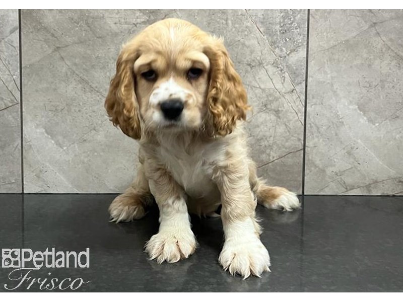 Cocker Spaniel-DOG-Male-Buff-3778414-Petland Frisco, TX