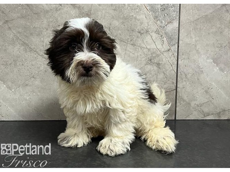 Havanese Puppy Brown ID:30368 Located at Petland Frisco & Mckinney, Texas