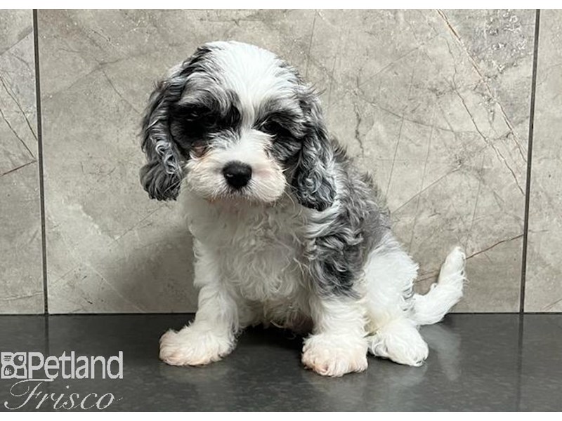 Cavapoo-Dog-Male-Blue Merle-3778815-Petland Frisco, Texas