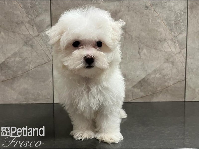 Maltese-Dog-Male-White-3790738-Petland Frisco, Texas