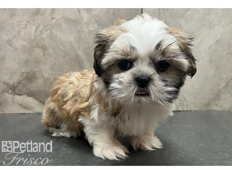 Shih Tzu-Dog-Male-Gold / White-3824357-Petland Frisco, Texas