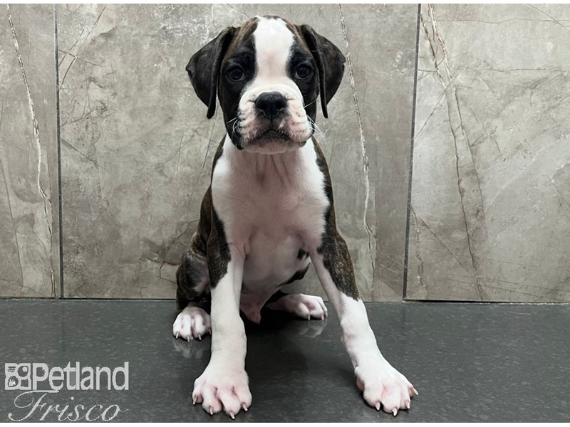 Boxer Small Animal Brindle and White ID:30538 Located at Petland Frisco ...