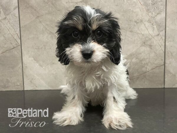 Cavachon-Dog-Female-Sable and White-3842192-Petland Frisco, Texas
