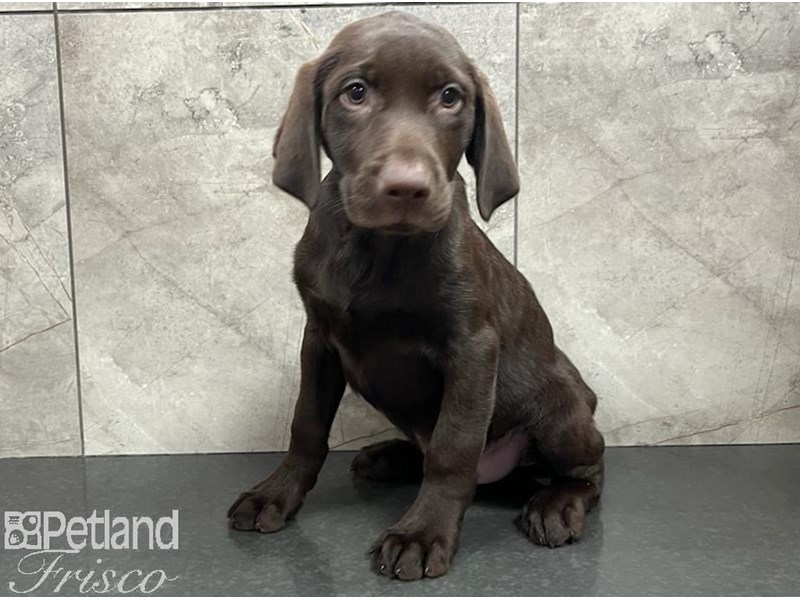 Labrador Retriever Small Animal Chocolate ID:30638 Located at Petland ...