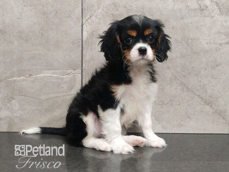 Cavalier King Charles Spaniel-Dog-Male-Tri-Colored-3852893-Petland ...