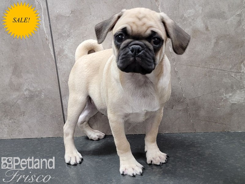 Pug Puppy Fawn ID:25281 Located at Petland Frisco & Mckinney, Texas