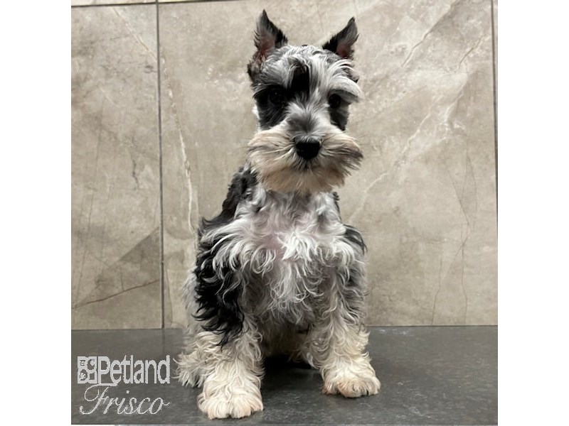 Miniature Schnauzer Small Animal Blue Merle ID:30739 Located at Petland ...