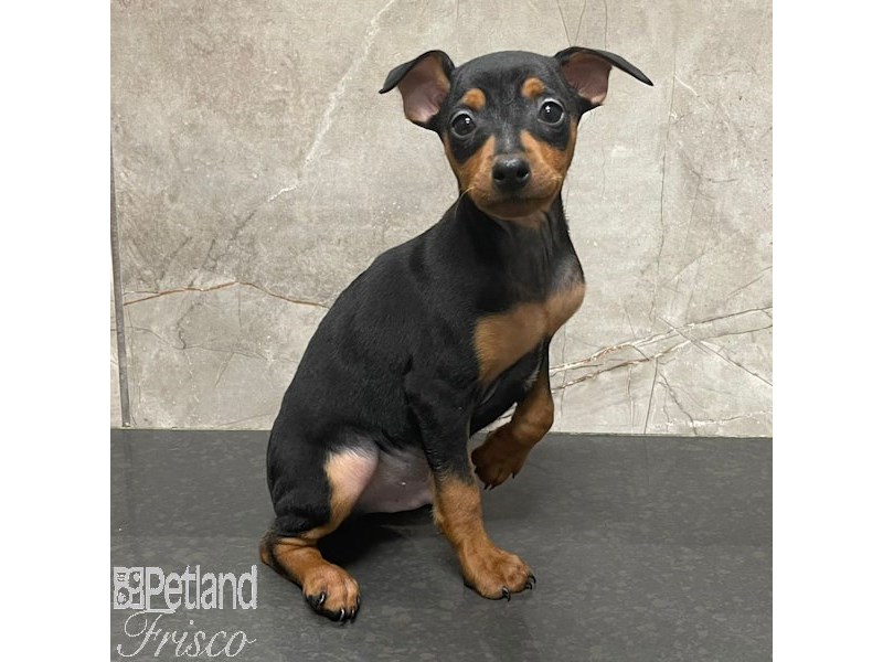 Miniature Pinscher Small Animal Black / Tan ID:30973 Located at Petland ...